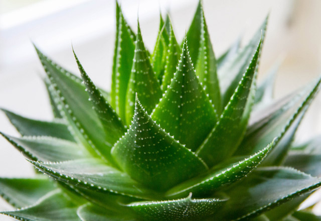 Havayı temizleyen bitkiler hangileridir? - Salon Haberleri